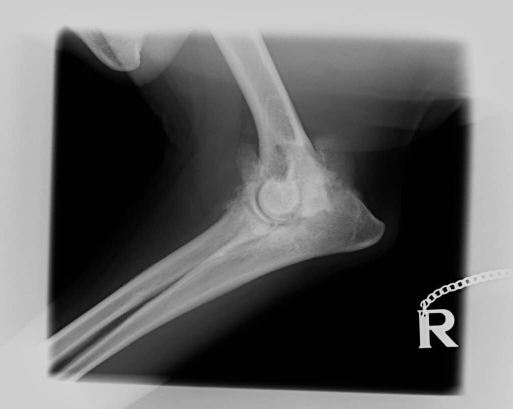 Has your dog or cat been diagnosed with hip or elbow dysplasia ...
